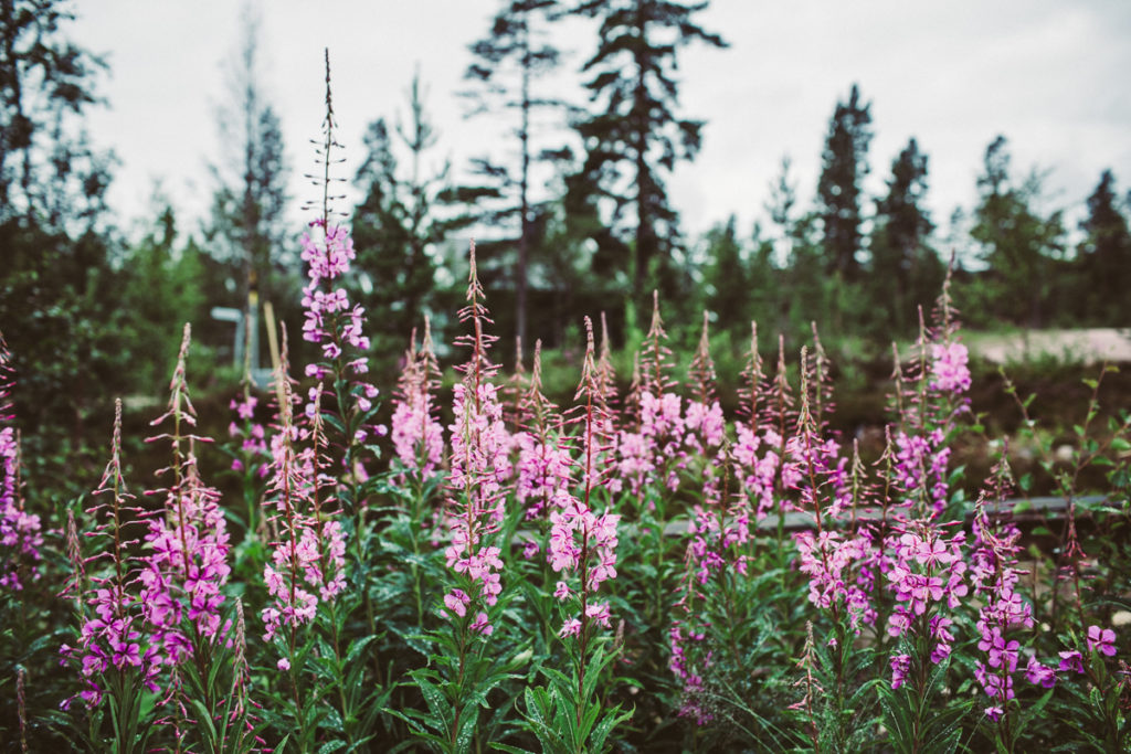 Saft på Rallaros – Krickelins